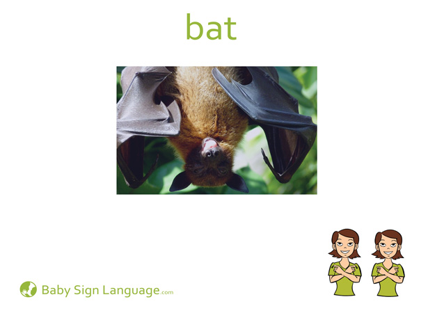 Bat Flash Card