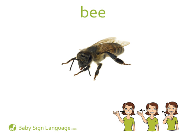 Bee Flash Card