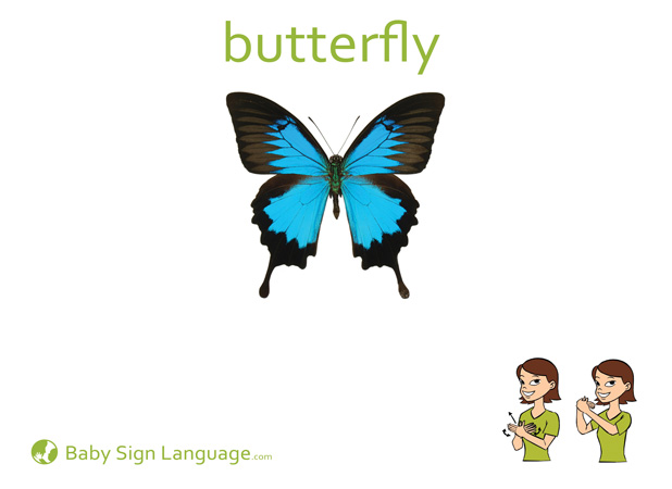Butterfly Flash Card