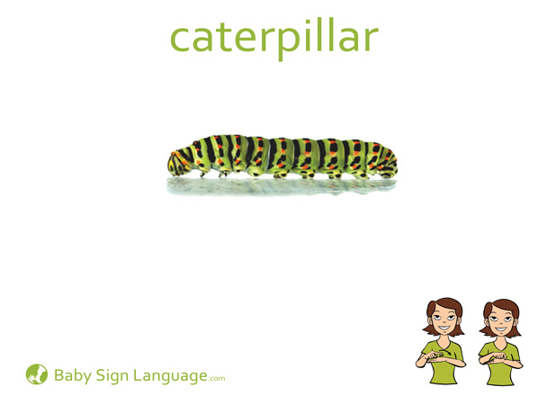 Caterpillar Flash Card