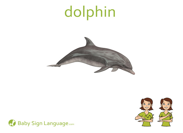 Dolphin Flash Card