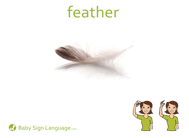 Feather Flash Card
