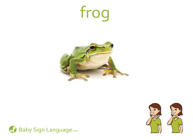 Frog Flash Card