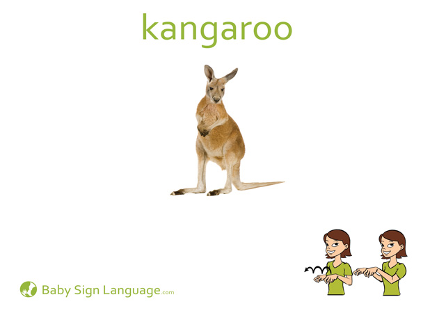Kangaroo Flash Card