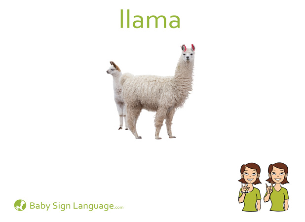 Llama Flash Card