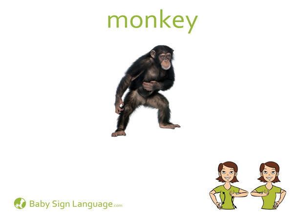 Monkey Flash Card