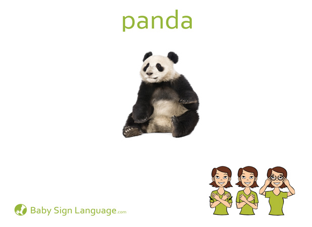 Panda Flash Card