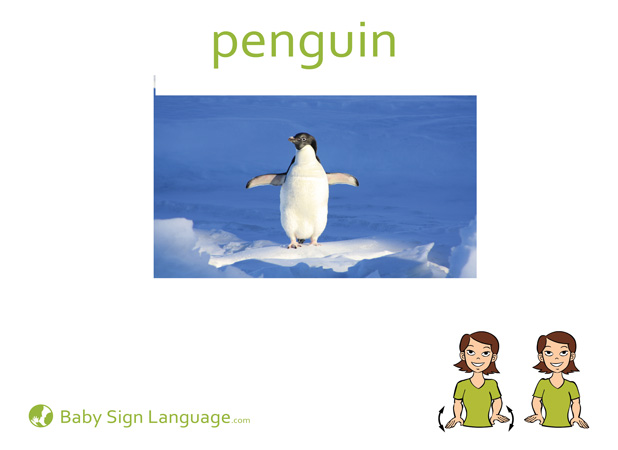 Penguin Flash Card