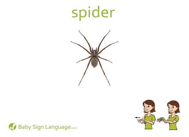 Spider Flash Card