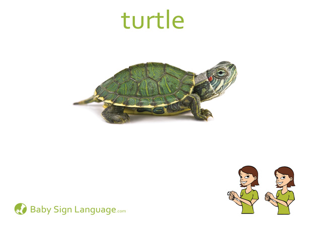 Turtle Flash Card
