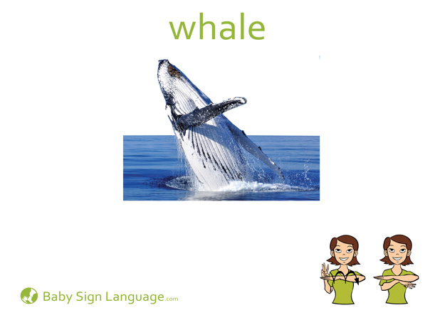 Whale Flash Card